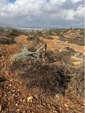 Turmusaya, Ramallah District: Israeli settlers cut down more than 200 ...