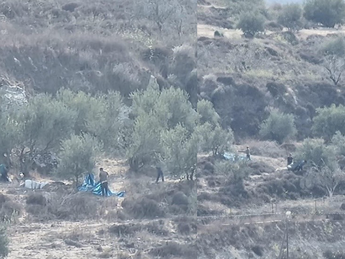 Sabastiya, Nablus District: Israeli settlers pick olives in Palestinian ...