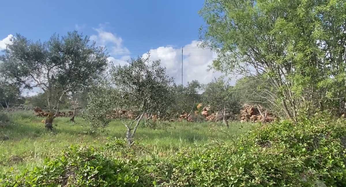 Israeli soldiers in ambush opened massive fire at three Palestinian ...