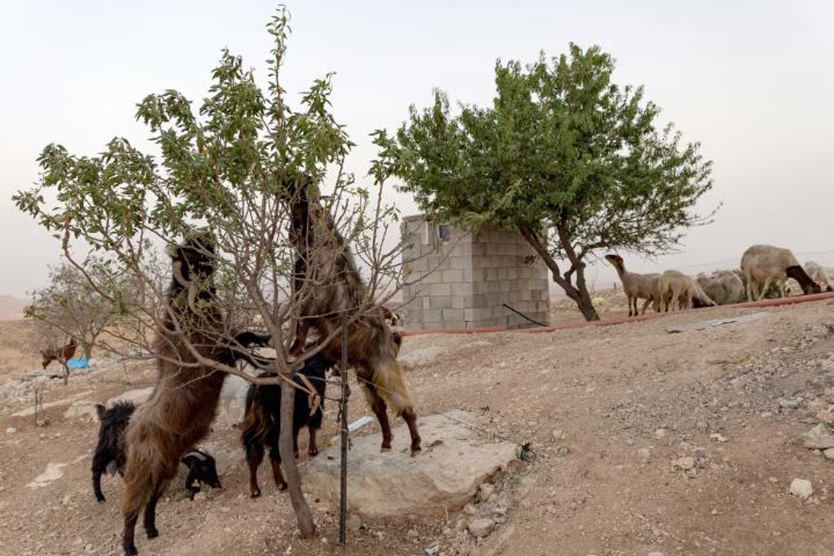 Khirbet Khilet a-Dabe’, South Hebron Hills: After Israeli authorities ...