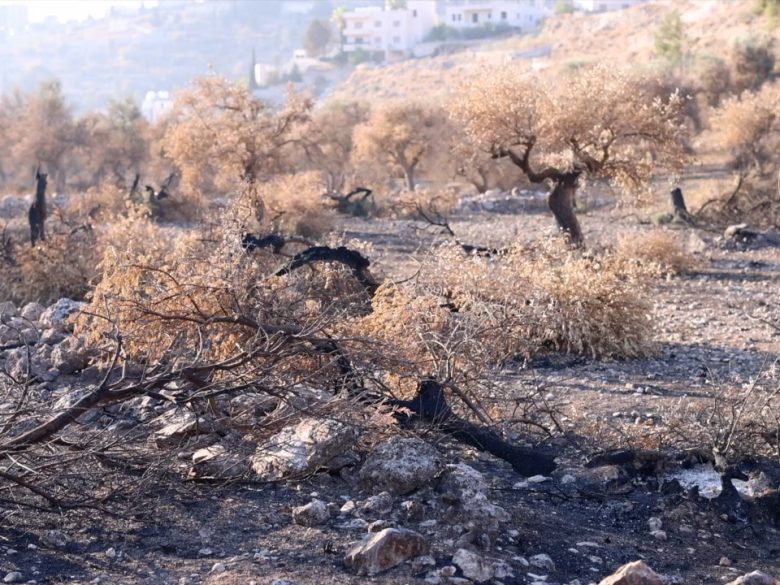 2024 West Bank olive harvest: Israel furthers land grab through tighter ...