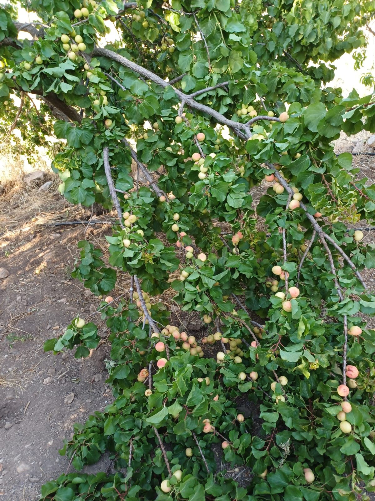 Khirbet Jurat al-Kheil, Hebron District: Settlers damage and steal ...