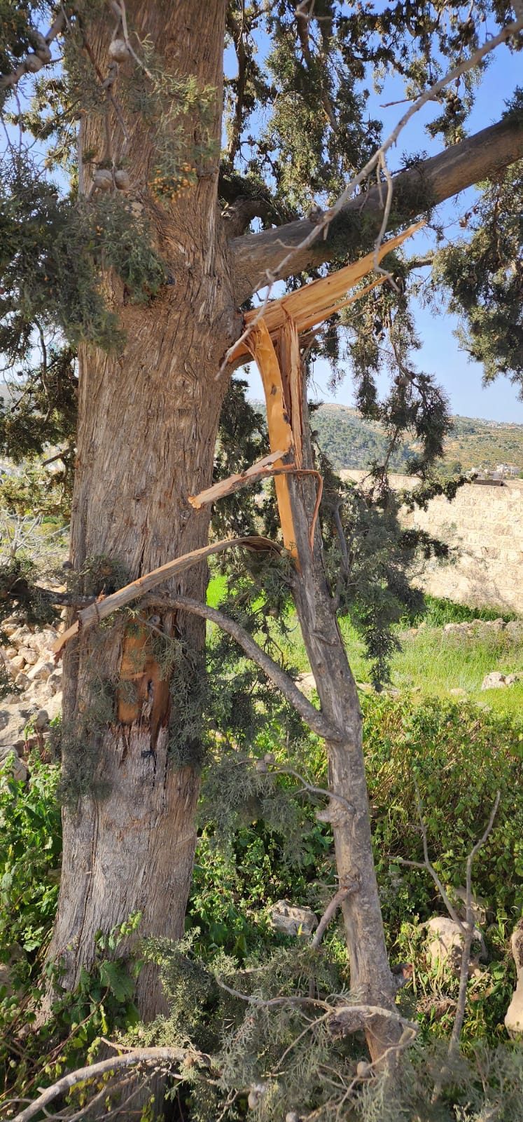 Khirbet Rabud, Hebron District: Settlers entered private Palestinian ...