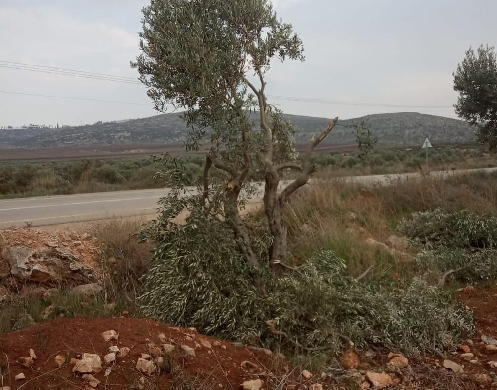 Al-Mughayir, Ramallah District: Israeli settlers cut branches of about ...