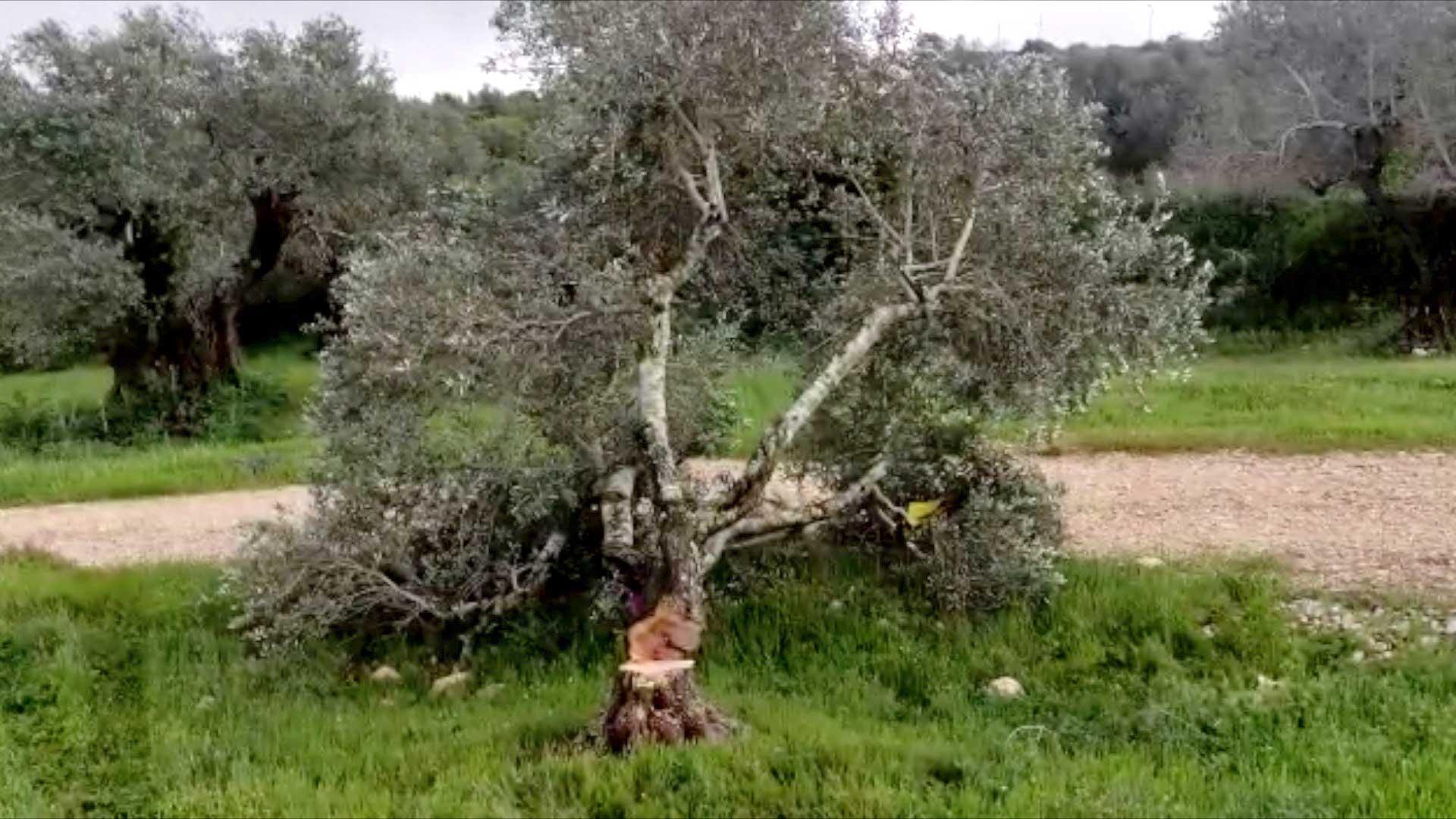 Qaryut, Nablus District: Israeli settlers cut down about 117 fruit ...