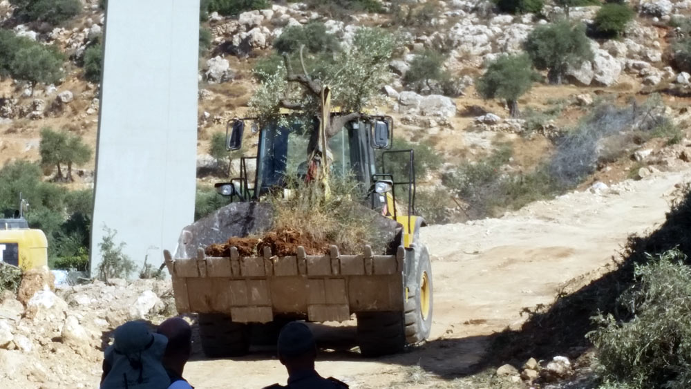 Separation Barrier by Beit Jala - Critically harming town to lay ...