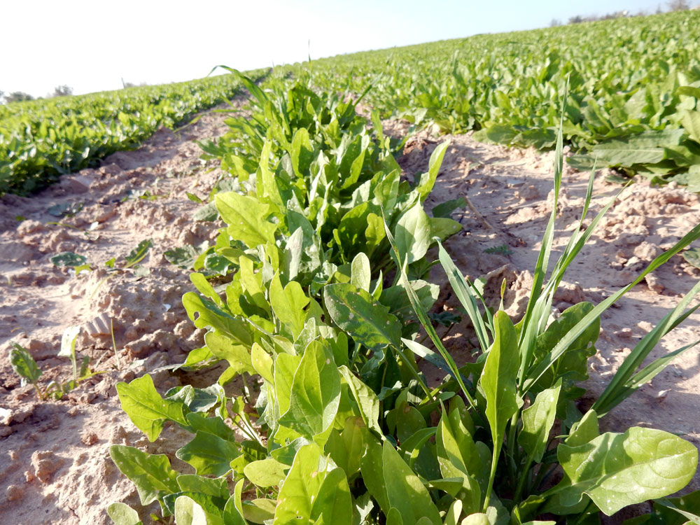 Israel sprays Gazan farmland close to border fence, destroying crops ...