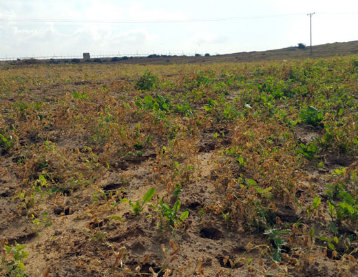 Israel sprays Gazan farmland close to border fence, destroying crops ...