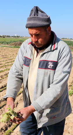 Military sprays herbicides along Gaza border, destroying crops in 200 ...